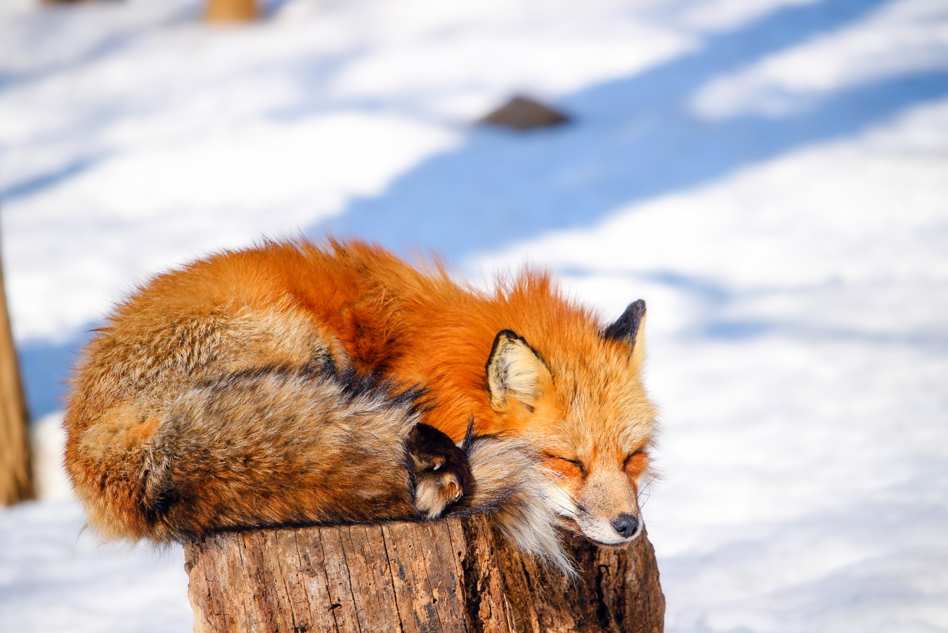 東北一日遊／多日遊 仙台出發銀山溫泉＋寶珠山立石寺＋藏王樹冰2日遊 票券產品介紹 - colatour 票券當地遊